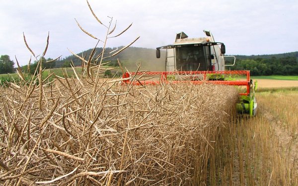 Wann ist der richtige Erntezeitpunkt beim Raps? - diegruene.ch | Die Grüne