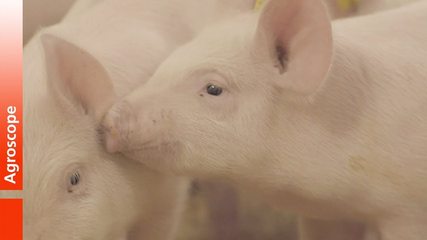 SGD – Hausmittel gegen Durchfall - diegruene.ch | Die Grüne