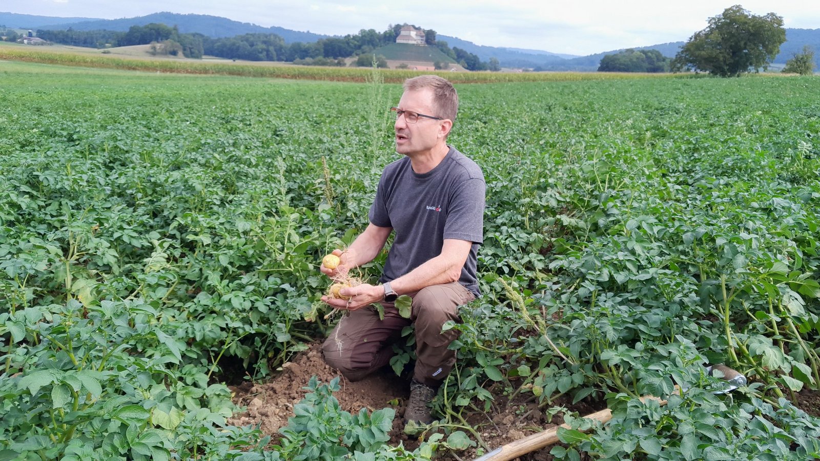 2024 ging es im Biokartoffelanbau nicht ohne Kontrolle und Kupfer gegen ...