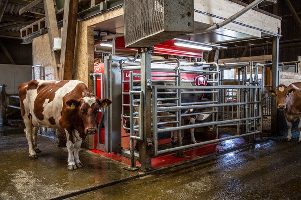 Melkroboter von DeLaval, Lely, GEA, Lemmer Fullwood (Merlin), Boumatic ...