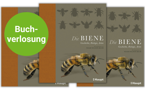 Buchbesprechung: «Die Biene» ist ein bestechend schönes Buch über die ...