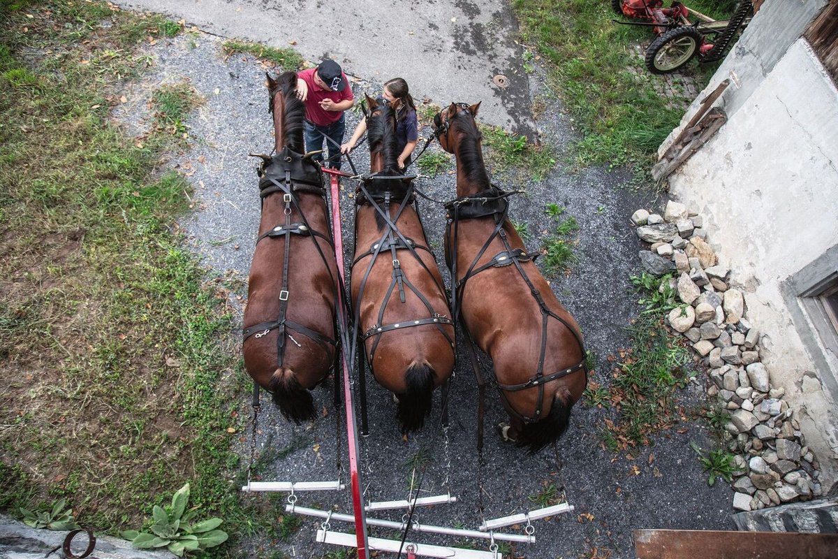 Samuel Künzli und Carol Sidler setzen auf Freiberger als Arbeitspferde ...